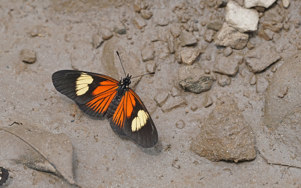 Castilia perilla from Paucartambo Province, Peru on September 16, 2023 ...