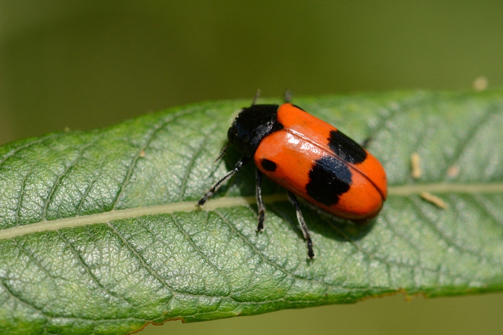 Clytra laeviuscula from Tonie, Kraków, Polska on July 6, 2017 at 01:54 ...