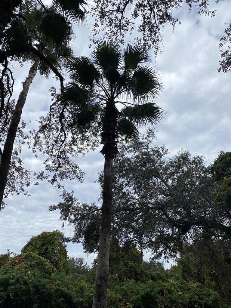Chinese fan palm from Amelia Island, Fernandina Beach, FL, US on ...
