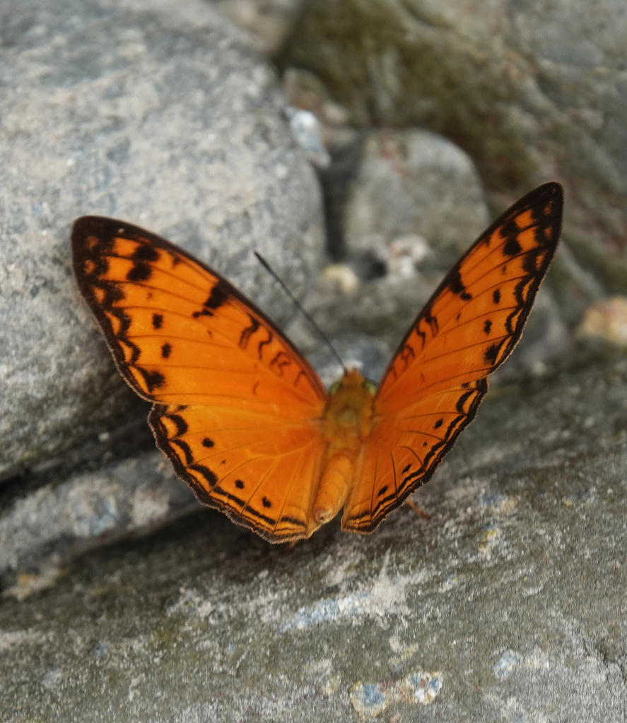 Small Leopard from Huon District, Papua New Guinea on November 13, 2023 ...