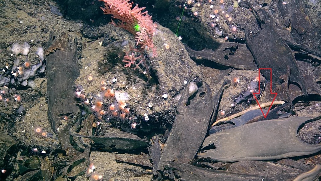 Pacific White Skate from Tuzo-Wilson Seamount on June 03, 2023 at 10:28 ...