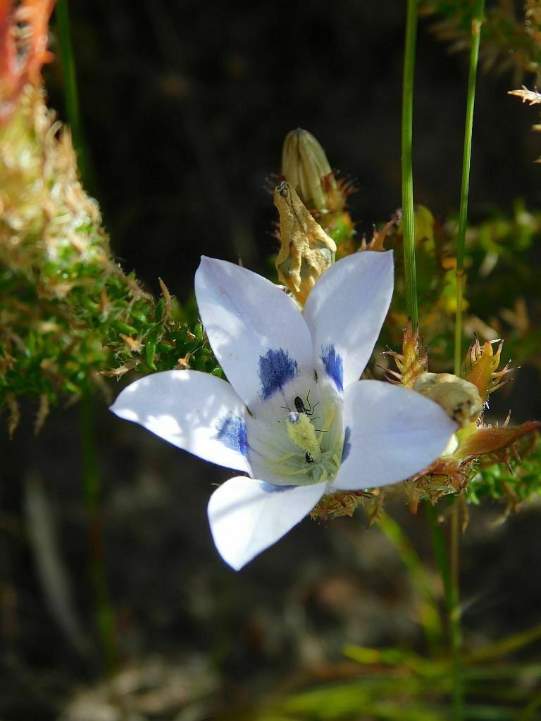 Blackrim Bell from Platkloof Trail Greyton, 7233, South Africa on ...