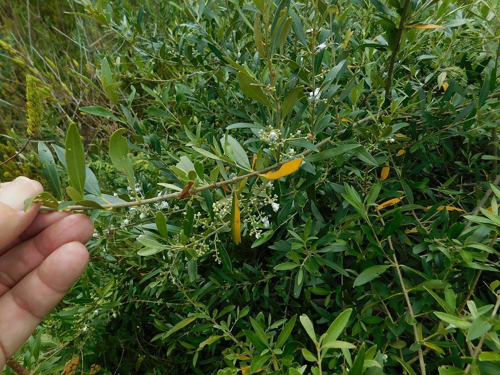 African olive from Platkloof Trail Greyton, 7233, South Africa on ...