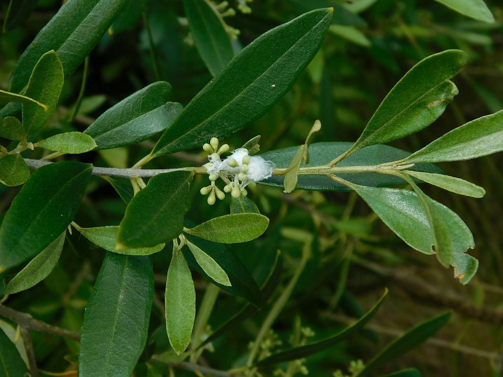 olive psyllid from Platkloof Trail Greyton, 7233, South Africa on ...