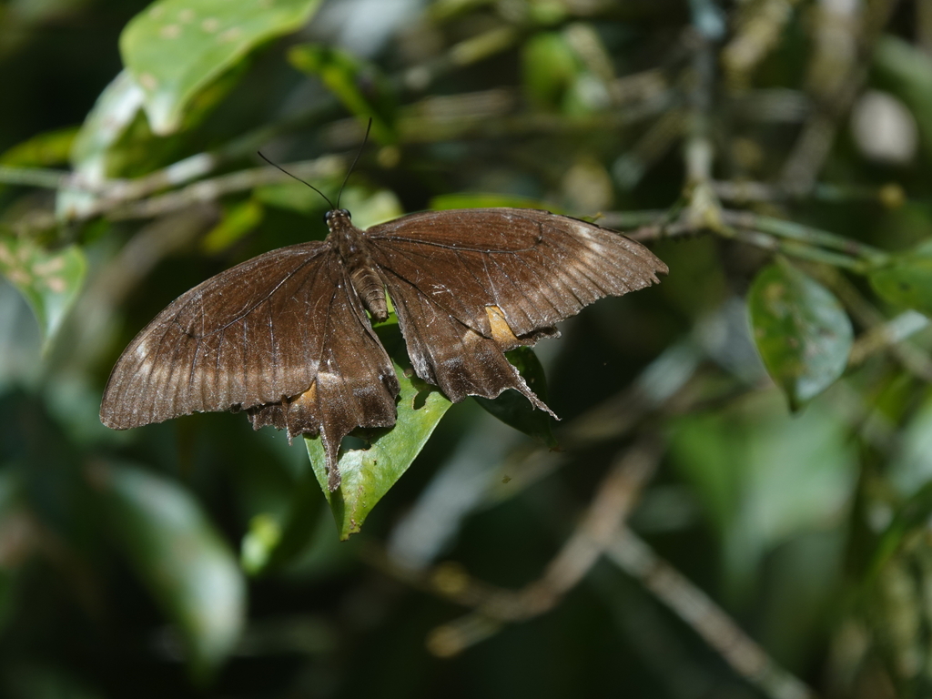 Fuscous Swallowtail from Kairuku-Hiri District, Papua New Guinea on ...
