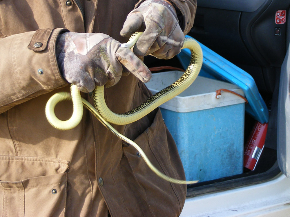 Green Whip Snake from 37350 Ferrière-Larçon, France on May 13, 2023 at ...