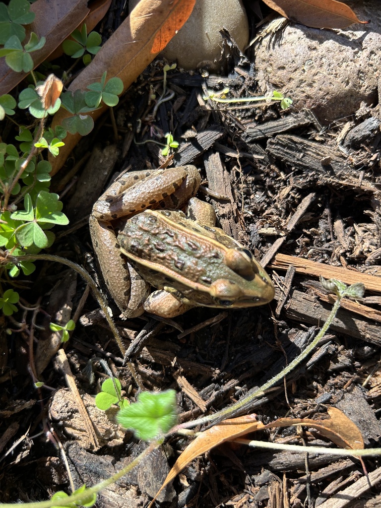 Southern Leopard Frog from Cathey St, Davidson, NC, US on December 4 ...