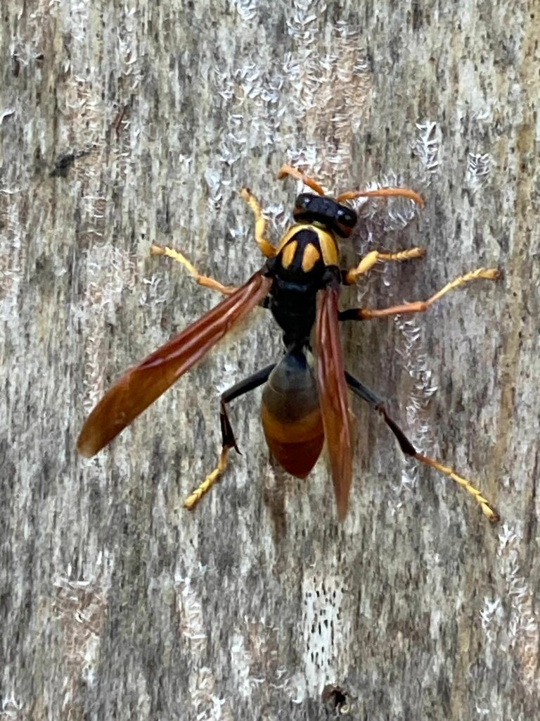 Typical Paper Wasps from Waigani, Port Moresby, Papua New Guinea on ...