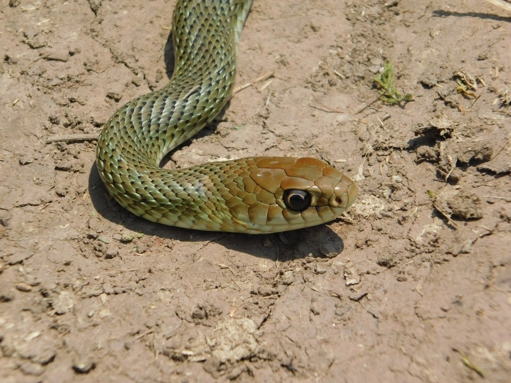 Patagonian Racer from Gral Obligado, Santa Fe, Argentina on November 20 ...