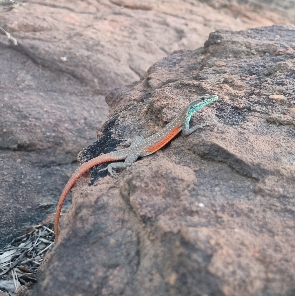 Waterberg flat lizard from Lephalale Local Municipality, South Africa ...