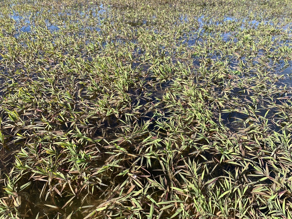 southern watergrass from County Road 343, Plum Grove, TX, US on ...