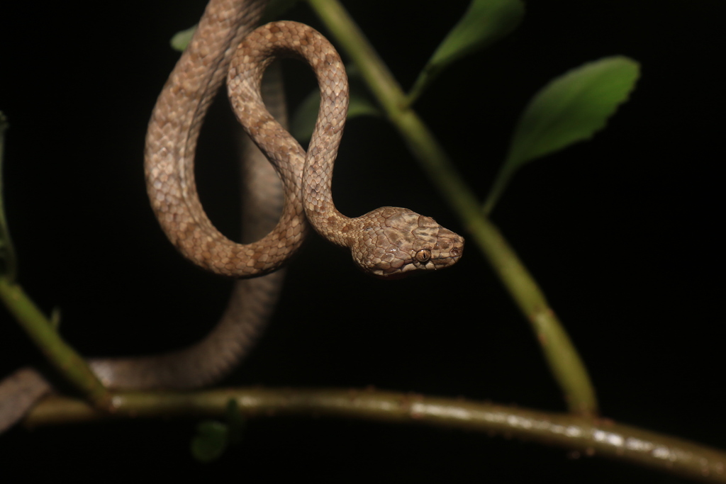 Spotted Tree Snake in January 2022 by augustinbussac · iNaturalist