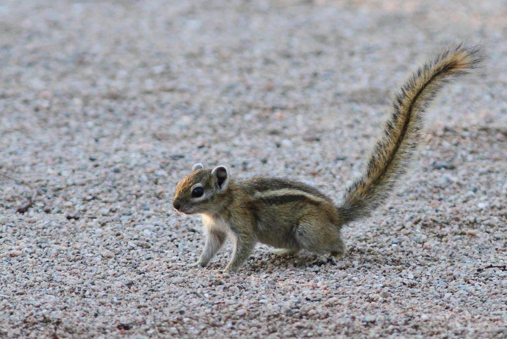 Congo Rope Squirrel from Kunene Region, Namibia on November 5, 2017 at ...