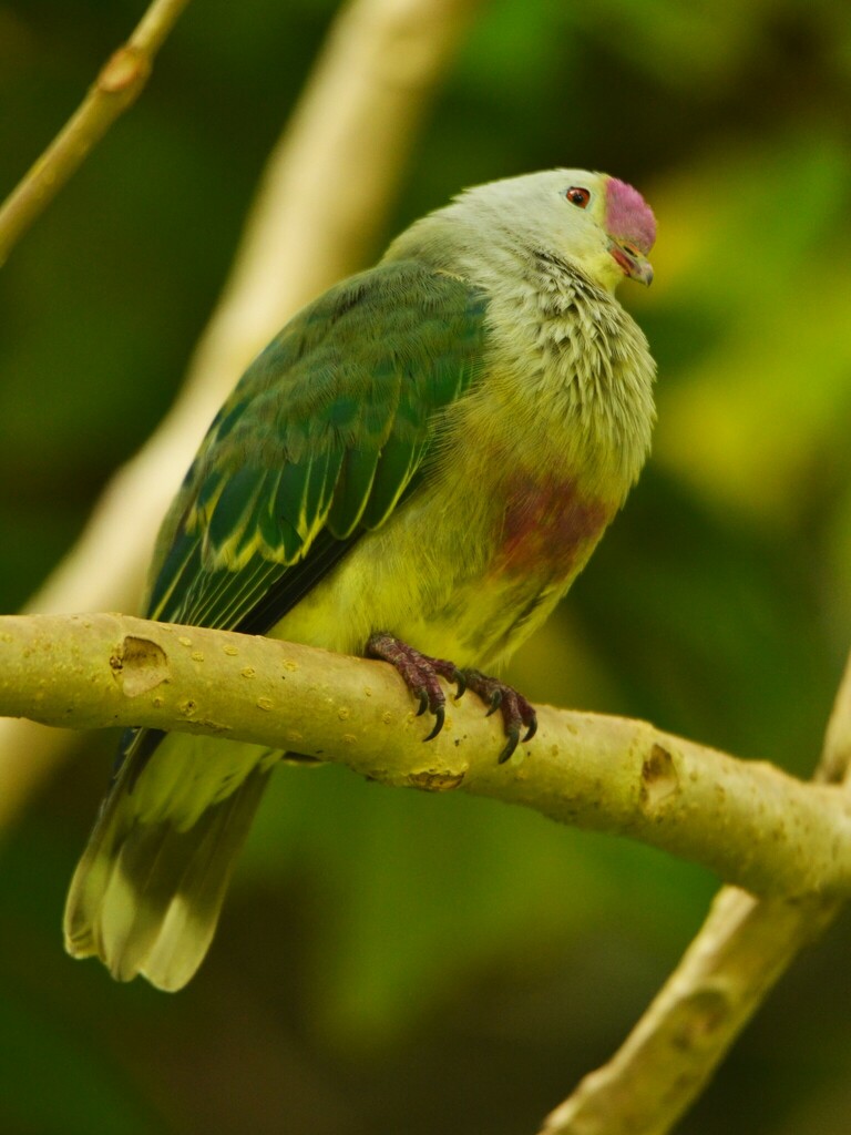 Cook Islands Fruit-Dove in December 2023 by Mike Bowie · iNaturalist