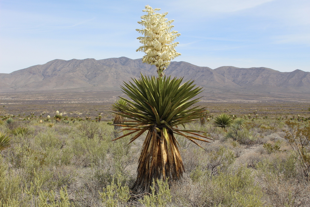 giant Spanish-dagger from Coyame del Sotol, Chih., México on March 29 ...