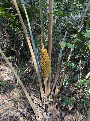Attalea humilis · iNaturalist Panamá