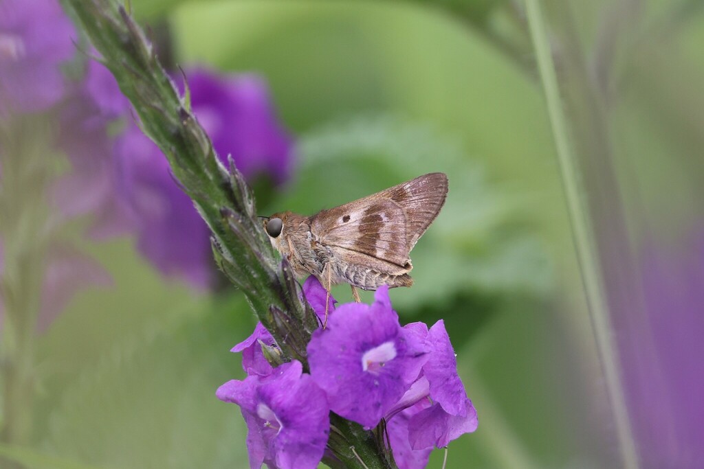 Violet-banded Skipper from Cartago Province, Turrialba, Costa Rica on ...