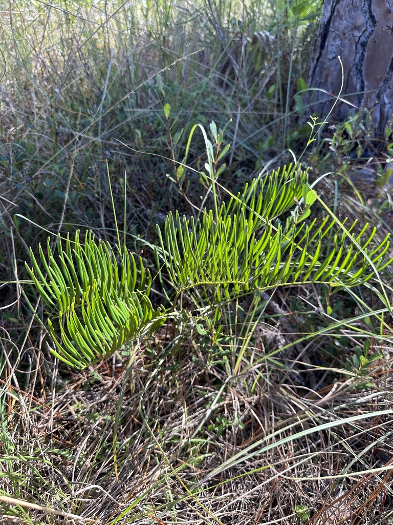 Coontie from Miami-Dade County, FL, USA on November 30, 2023 at 12:52 ...