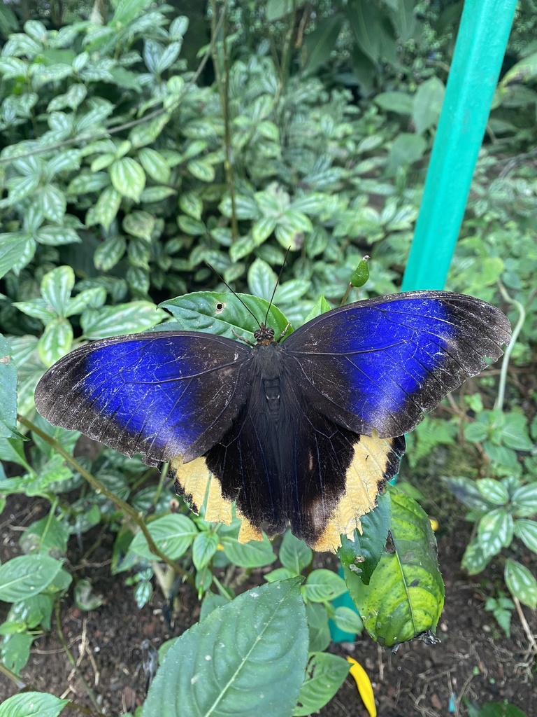 Banded Owl-Butterfly from San Ramon, Alajuela, CR on December 4, 2023 ...