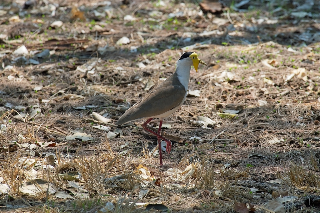 Masked Lapwing from Fannie Bay, Northern Territory, Australia on ...