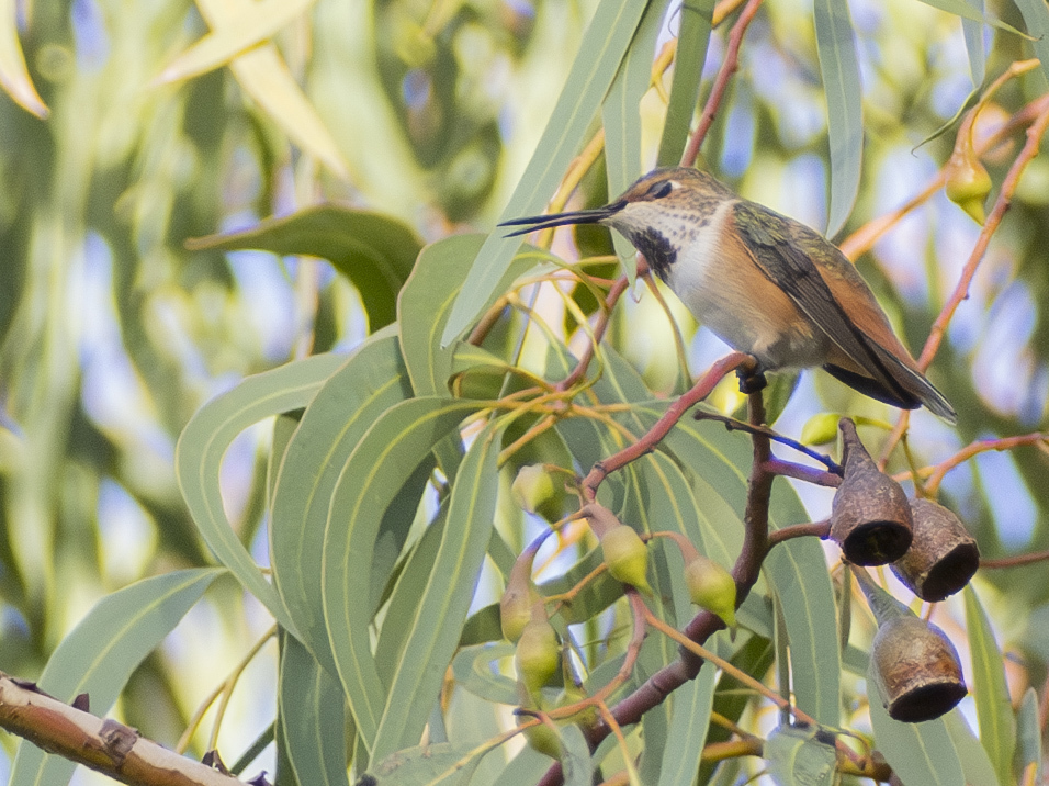 Allen's Hummingbird from Clairemont, San Diego, CA, USA on December 4 ...