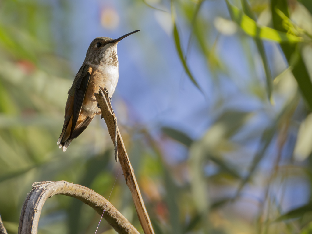 Allen's Hummingbird from Clairemont, San Diego, CA, USA on December 4 ...
