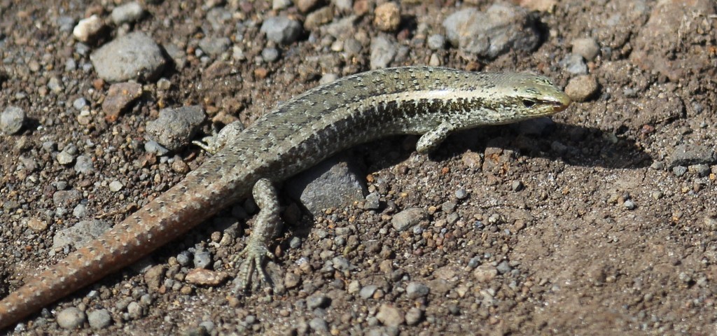 Shore Skink in March 2019 by Eric Cleveland · iNaturalist