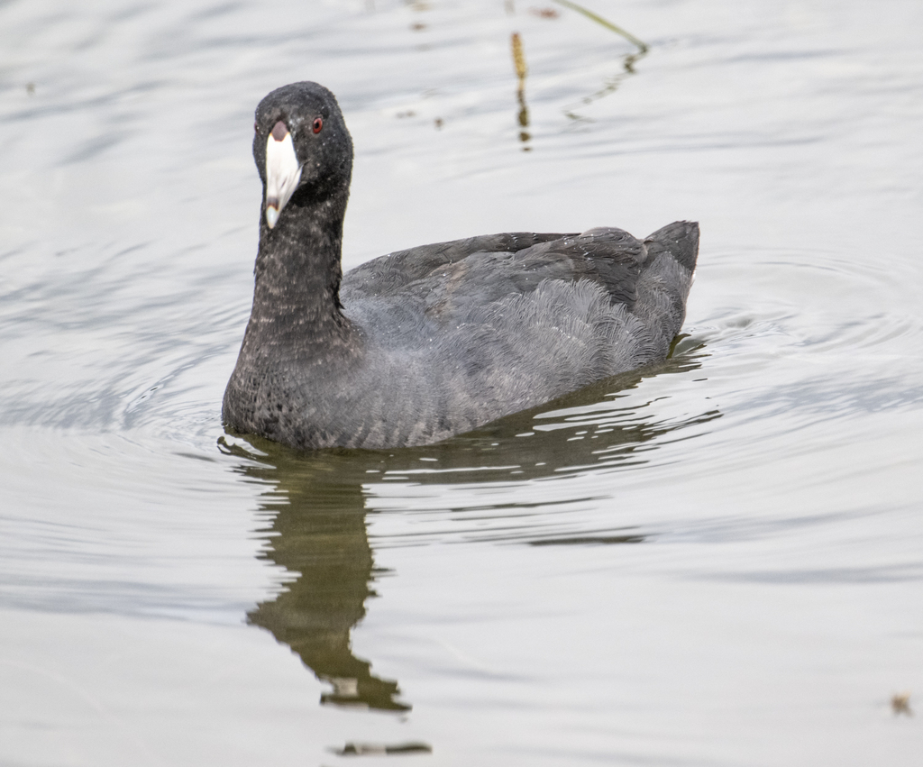 American Coot from East Naples, Naples, FL, USA on December 3, 2023 at ...