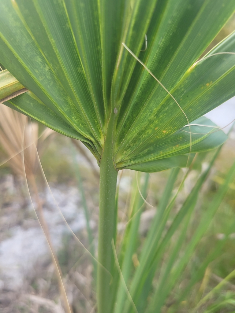 Scrub Palmetto from FEDERAL HWY at PARK LN E, Hypoluxo, FL 33462, USA ...