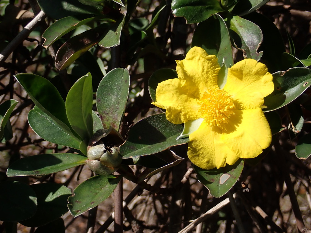 Climbing Guinea flower from Angourie NSW 2464, Australia on August 30, 2023 at 08:38 AM by Milan ...