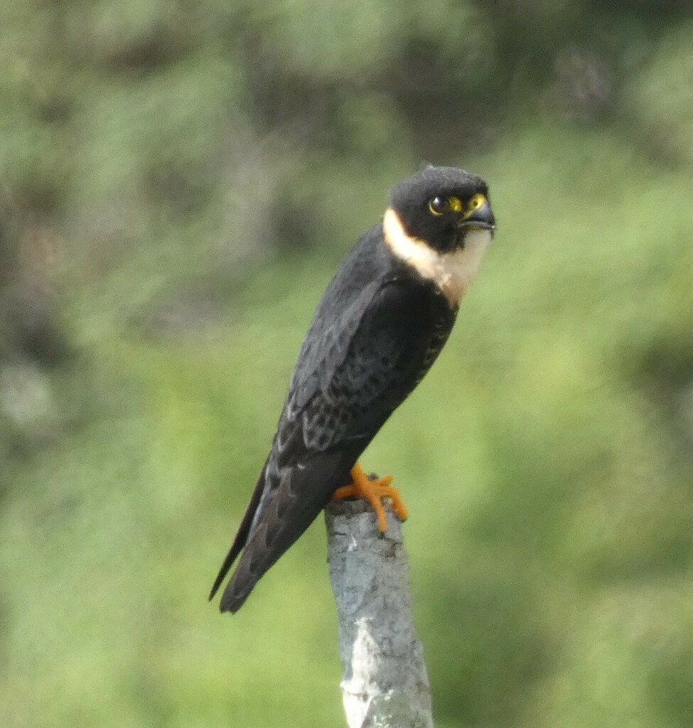 Bat Falcon from Serra, Espírito Santo, Brazil on December 2, 2023 at 03 ...