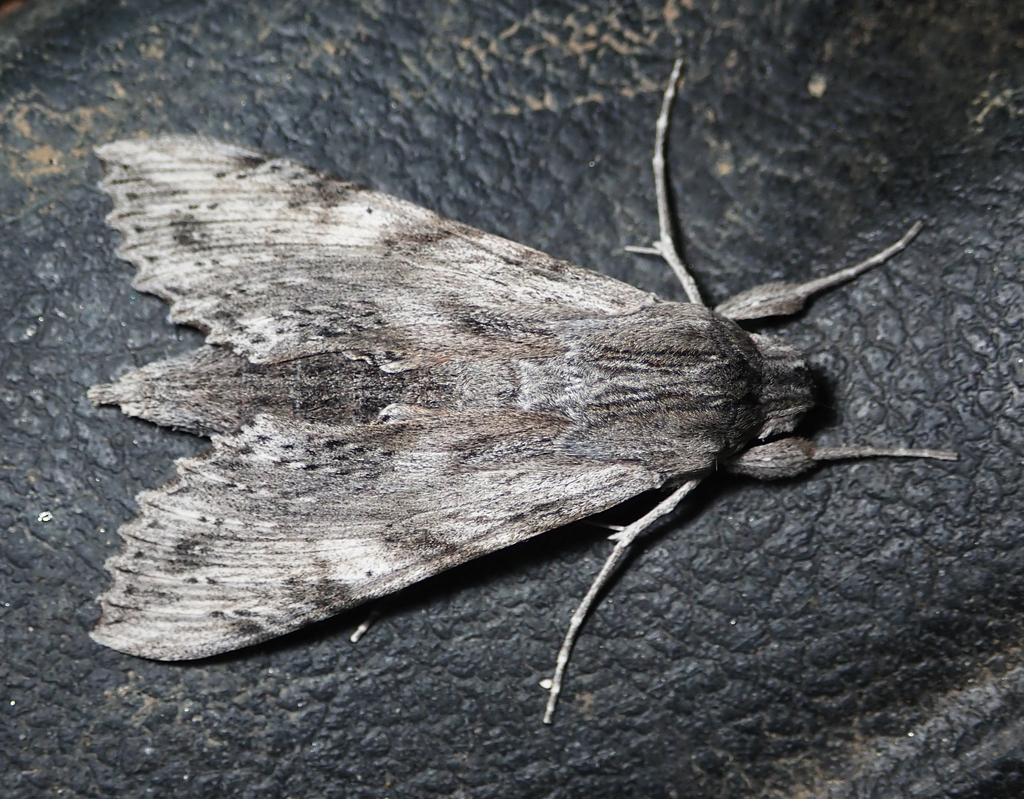 Obscure Sphinx from Riverside County, CA, USA on December 2, 2023 at 08 ...