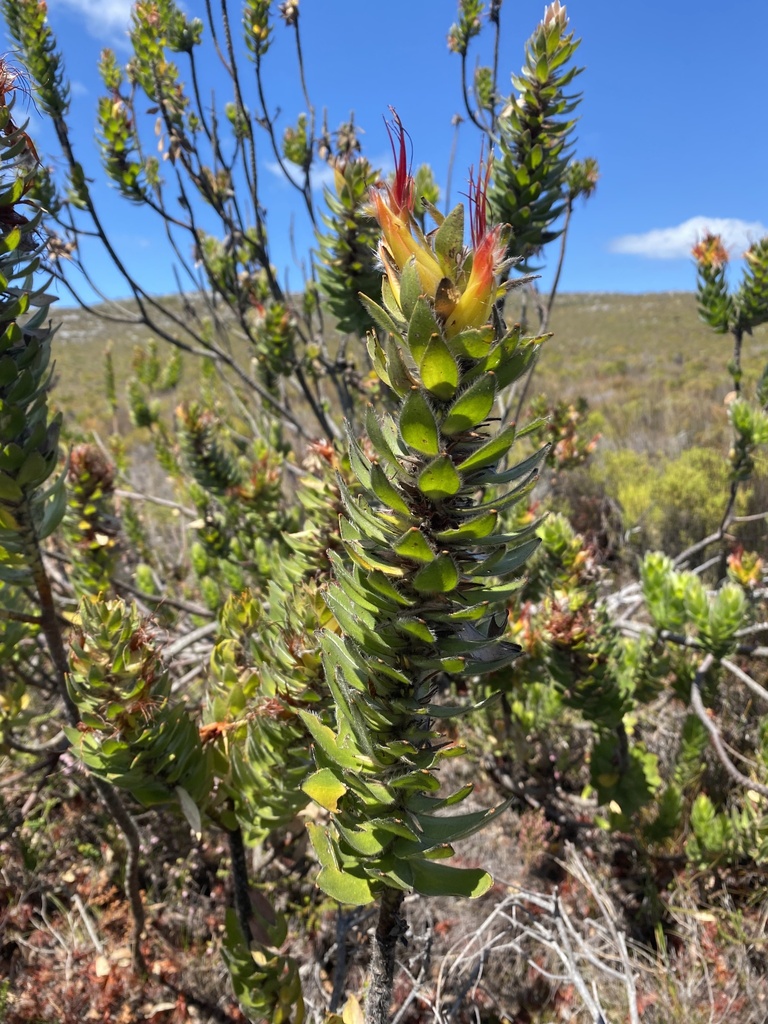 Marsh Pagoda-bush in December 2023 by Henry Frye · iNaturalist