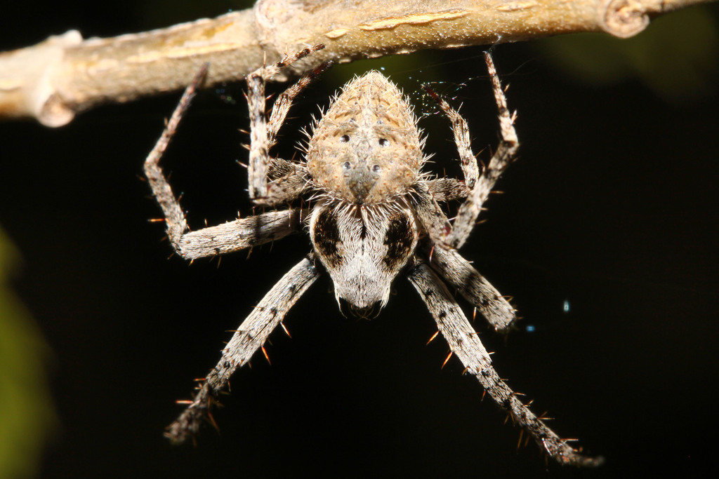 Common Hairy Field Spider from Brummeria on December 4, 2023 at 09:37 ...