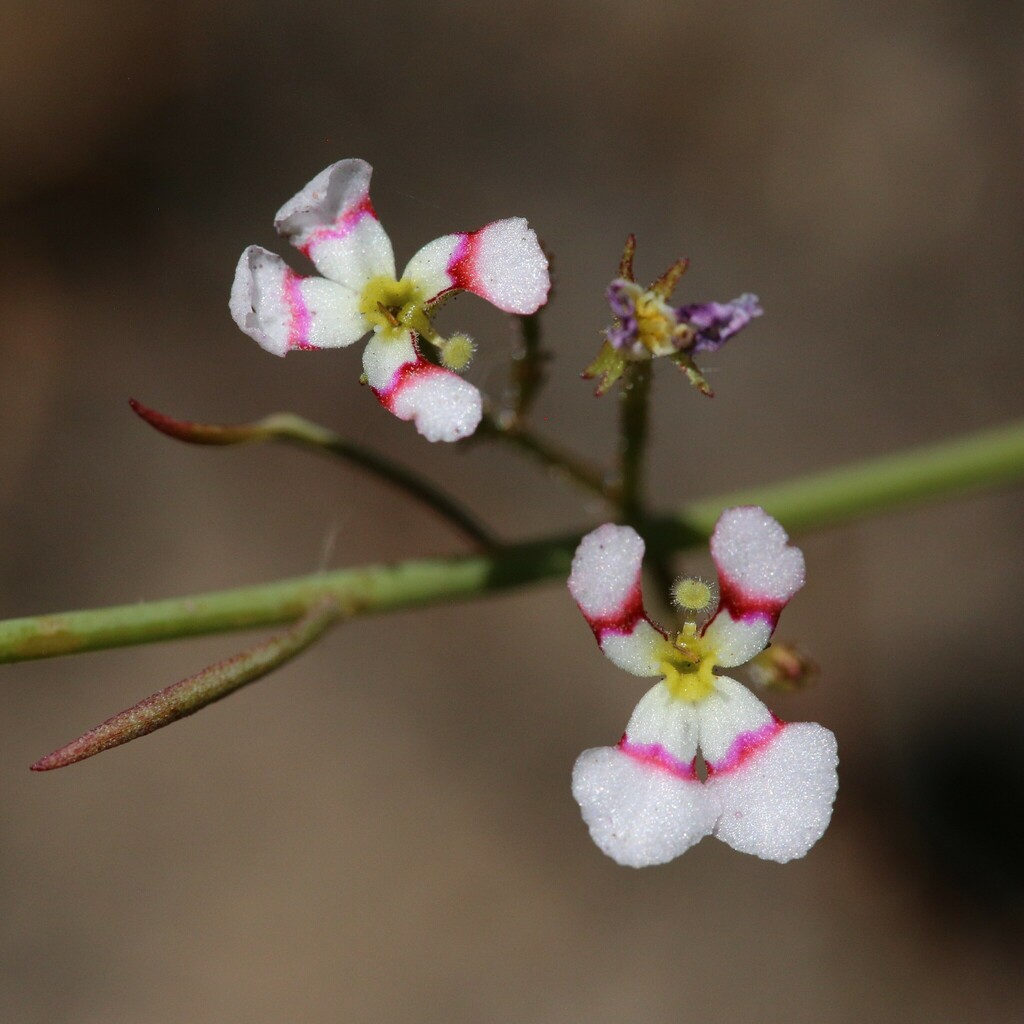 Stylidium utricularioides from Pinjarra WA 6208, Australia on November ...