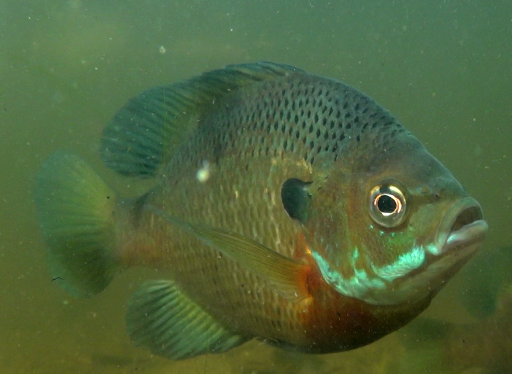 Bluegill (Indian Lake Park Guide) · iNaturalist
