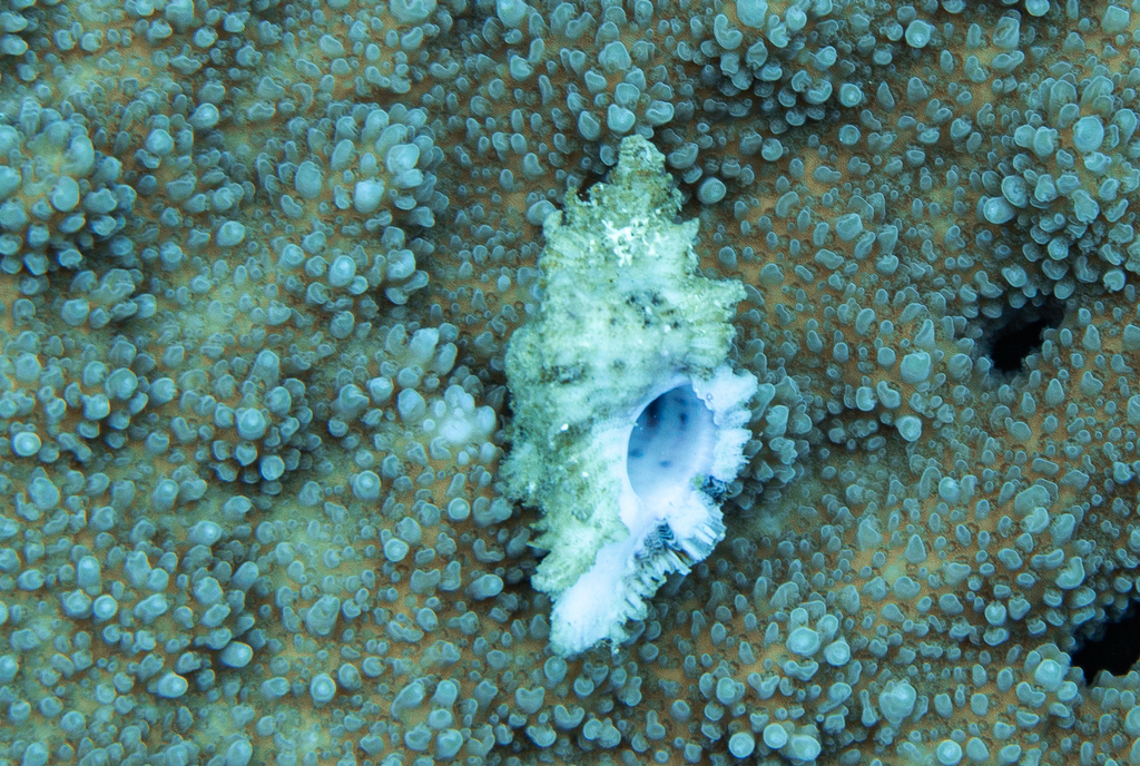 Murex Snails from Dive Site 3 on November 26, 2023 at 09:58 AM by Wild ...