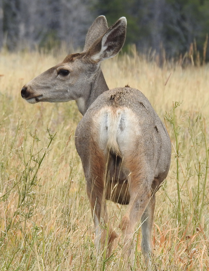 Mule Deer from Big Horn County, WY, USA on September 14, 2023 at 01:30 ...