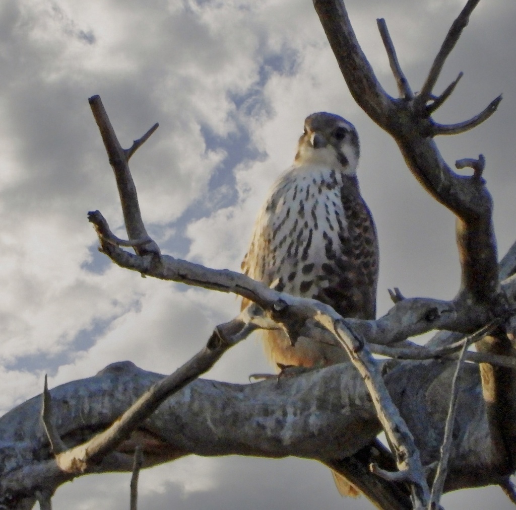Prairie Falcon from Plains Conservation Center, Aurora, CO, US on ...