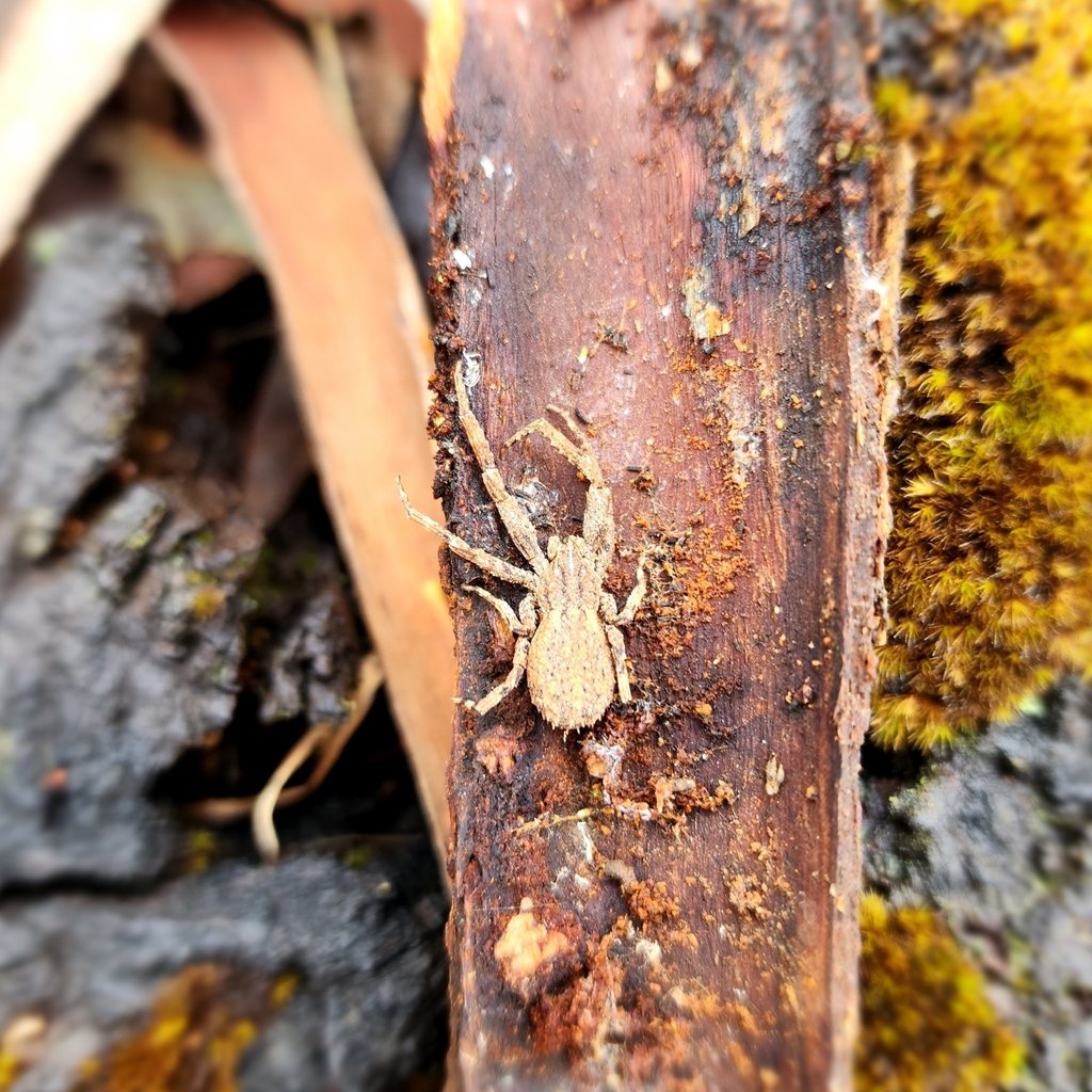 Cambridge's Crab Spider from VIC 3551 Strathfieldsaye GHRxPR on ...