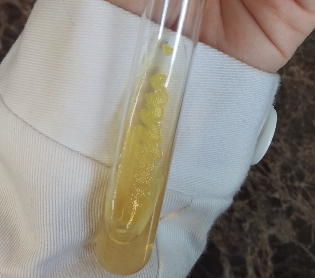 Micrococcus luteus from Szeged, Hungary on September 28, 2023 at 10:05 ...