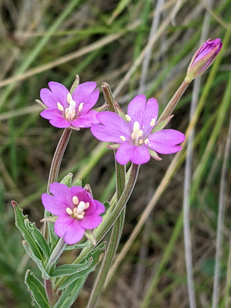 willowherbs from Elsmore NSW 2360, Australia on December 3, 2023 at 11: ...