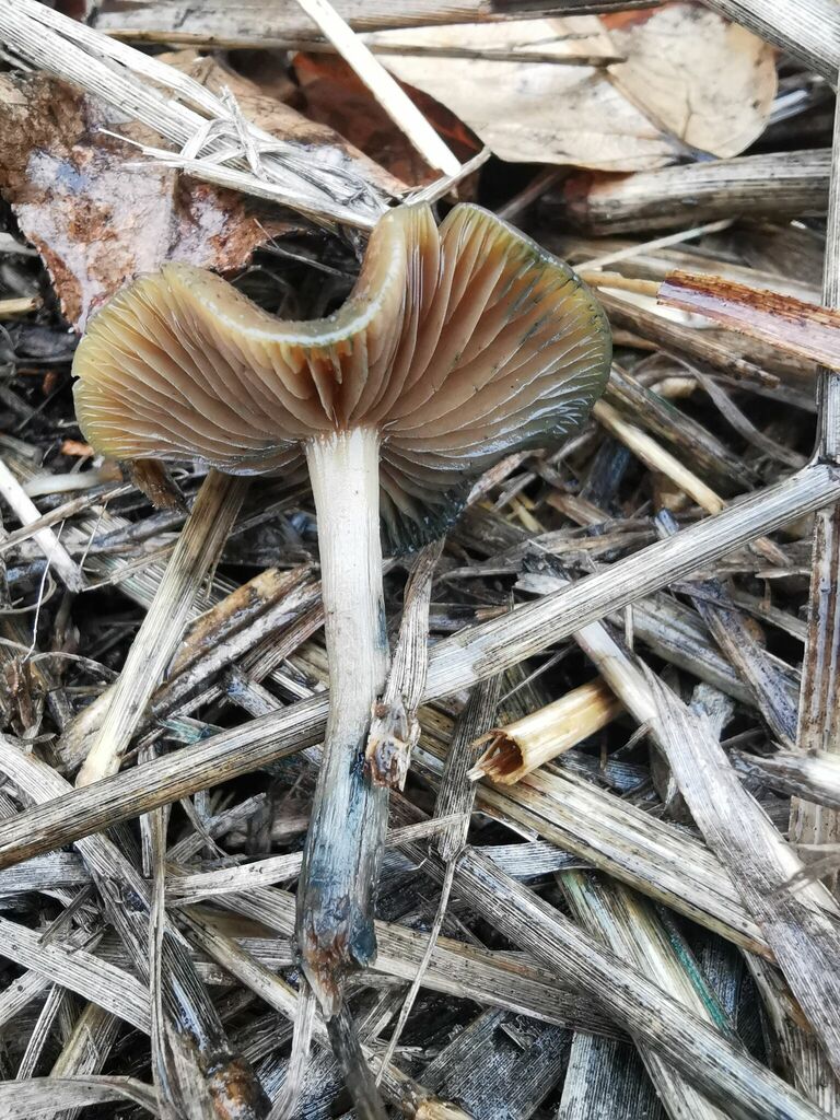 Wavy Cap in December 2023 by splashed4547 · iNaturalist