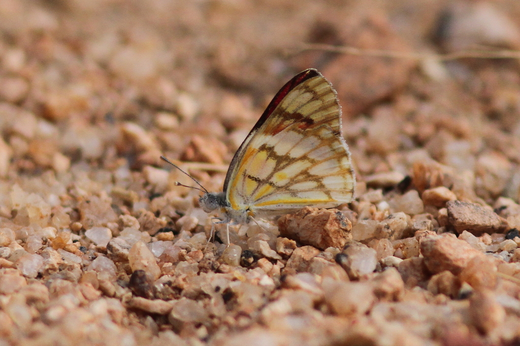 Colotis celimene pholoe from Erongo Region, Namibia on November 7, 2017 ...