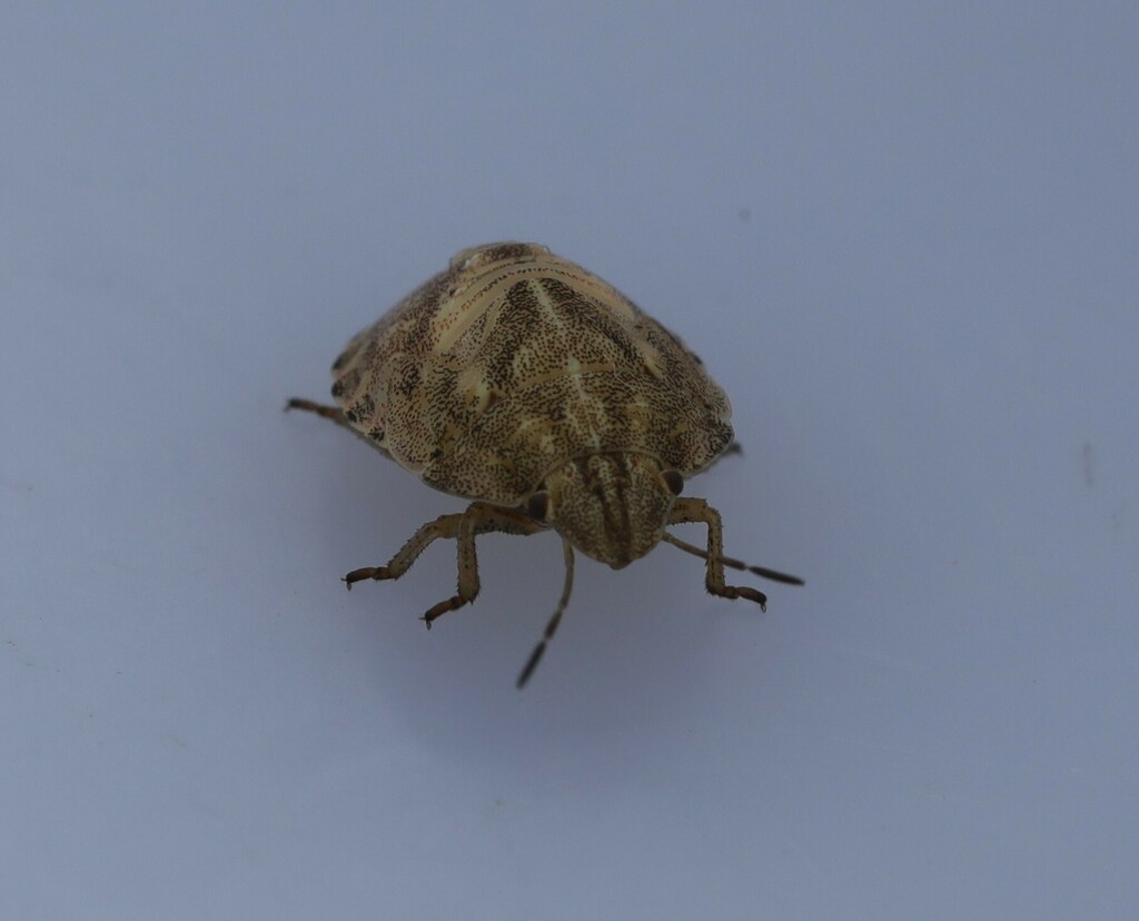 Tortoise Bug from Mörbylånga, Zweden on July 10, 2022 at 05:05 PM by ...