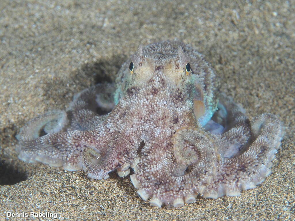 Brown-striped Octopus from Las Palmas, ES-CN, ES on December 2, 2023 at ...