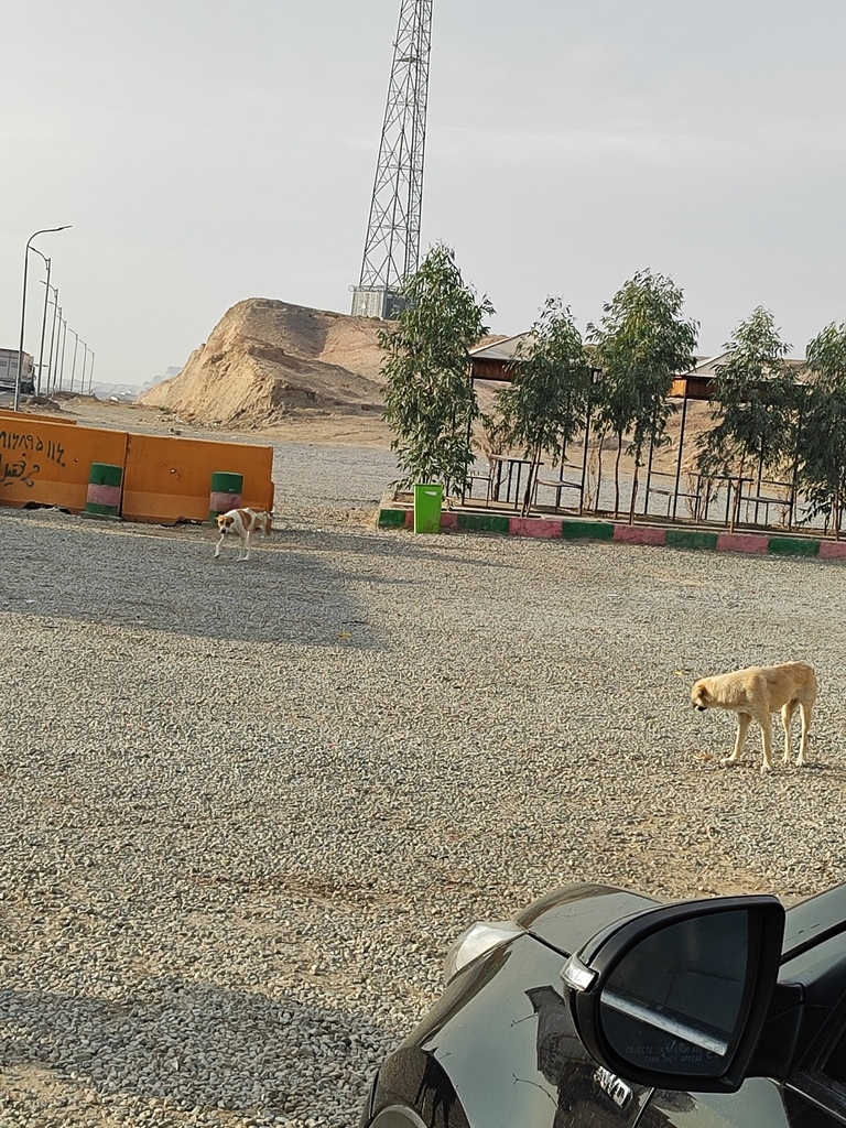Domestic Dog from Varamin, Tehran, Iran on December 1, 2023 at 03:07 PM ...