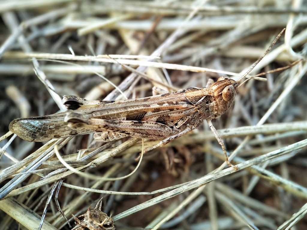 Australian Plague Locust in December 2023 by cinclosoma · iNaturalist
