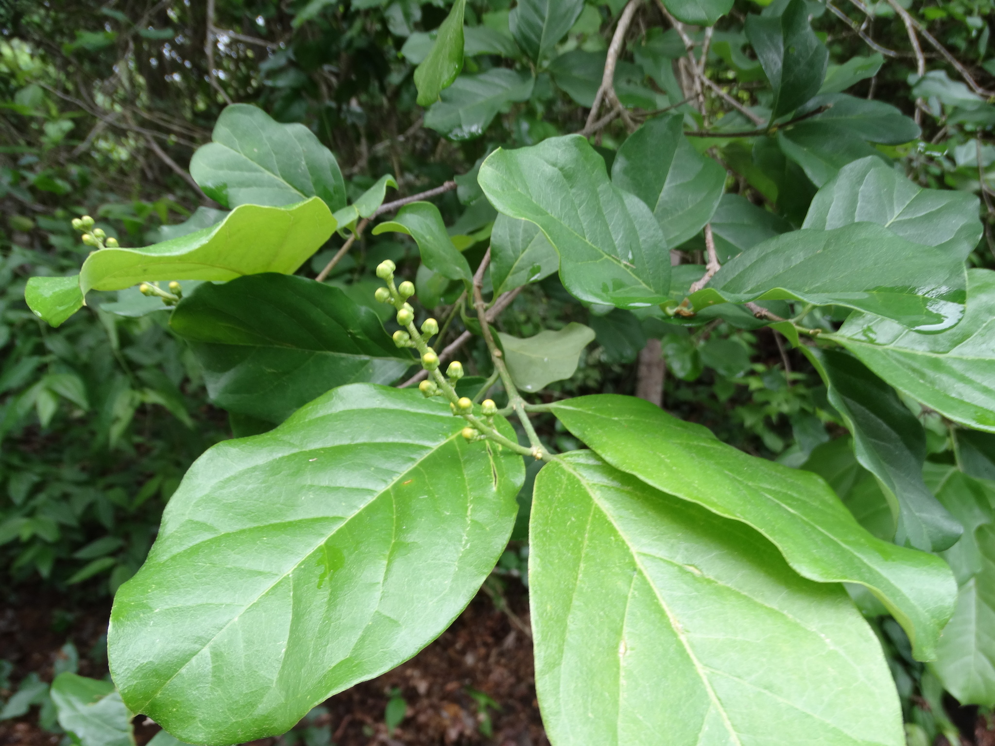 Bunchosia biocellata Schltdl.