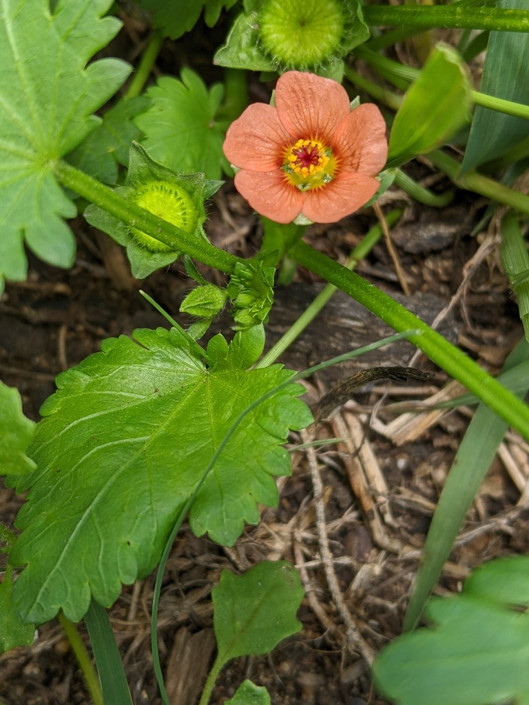 Carolina Bristlemallow from Elsmore NSW 2360, Australia on December 3 ...